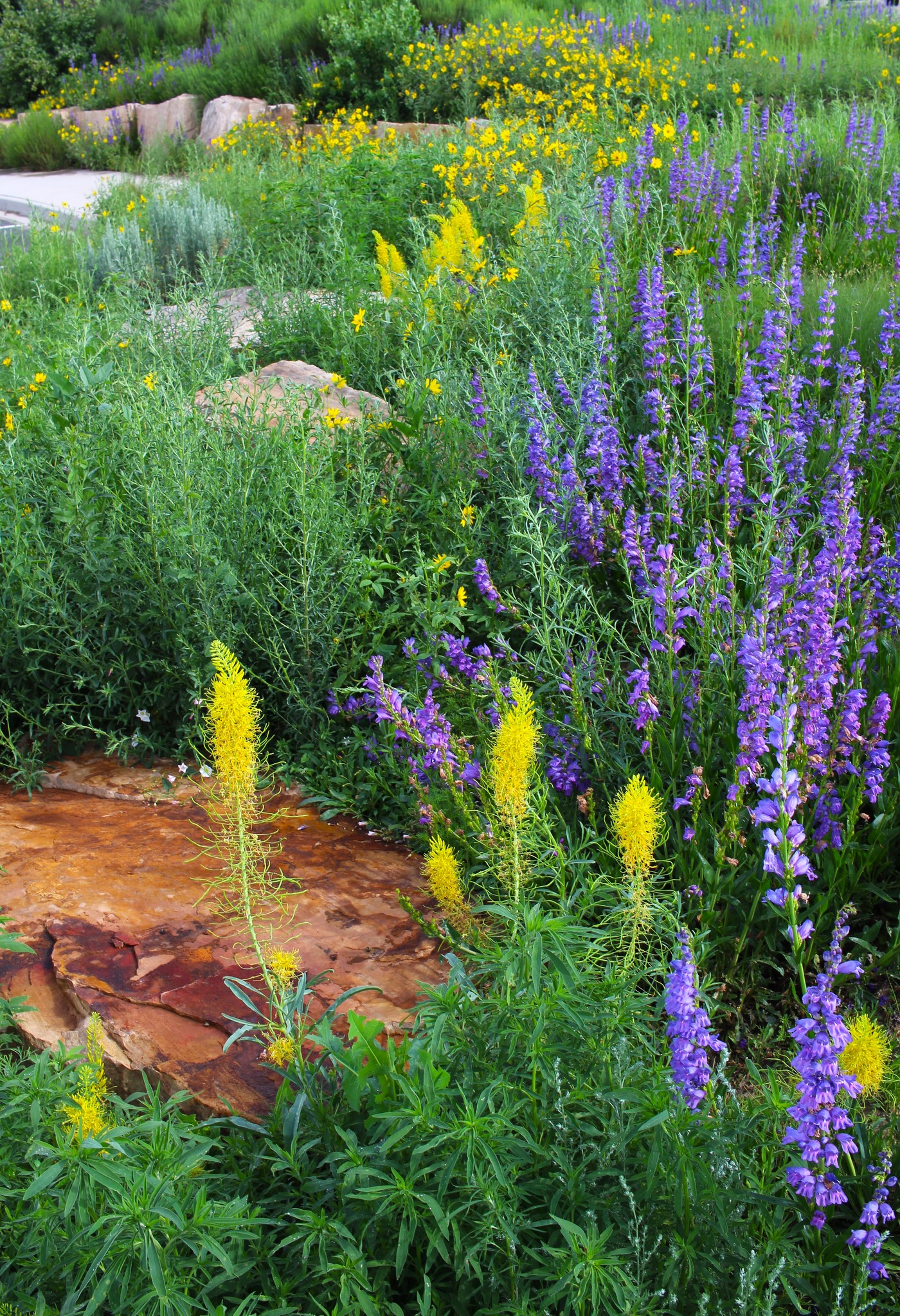 Classes - Restorative Landscape Design: Using native plants and ...
