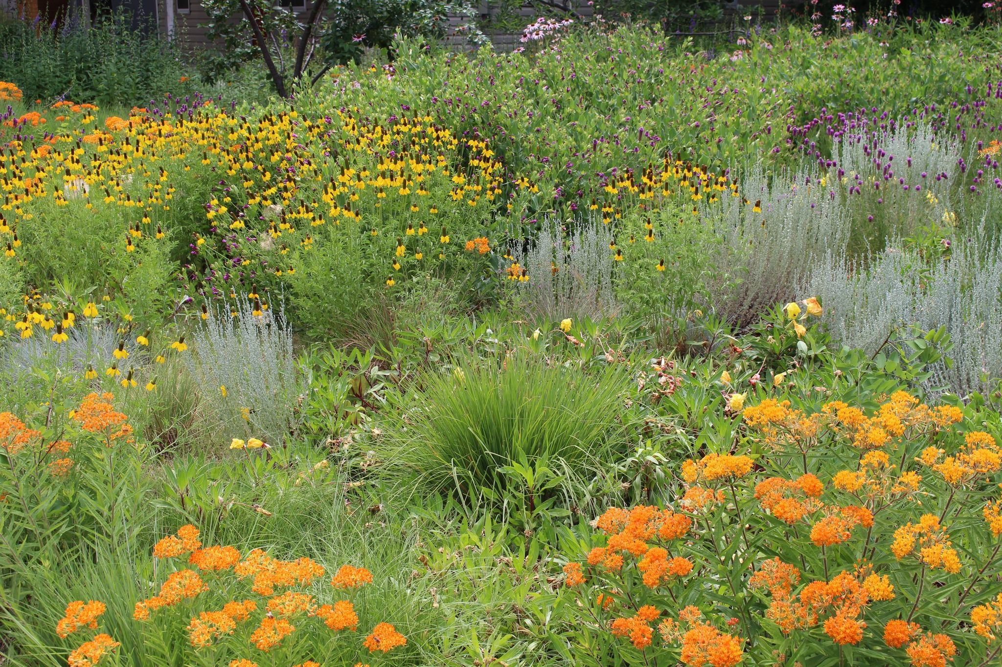 Why Native Plants? - Restorative Landscape Design: Using native plants ...