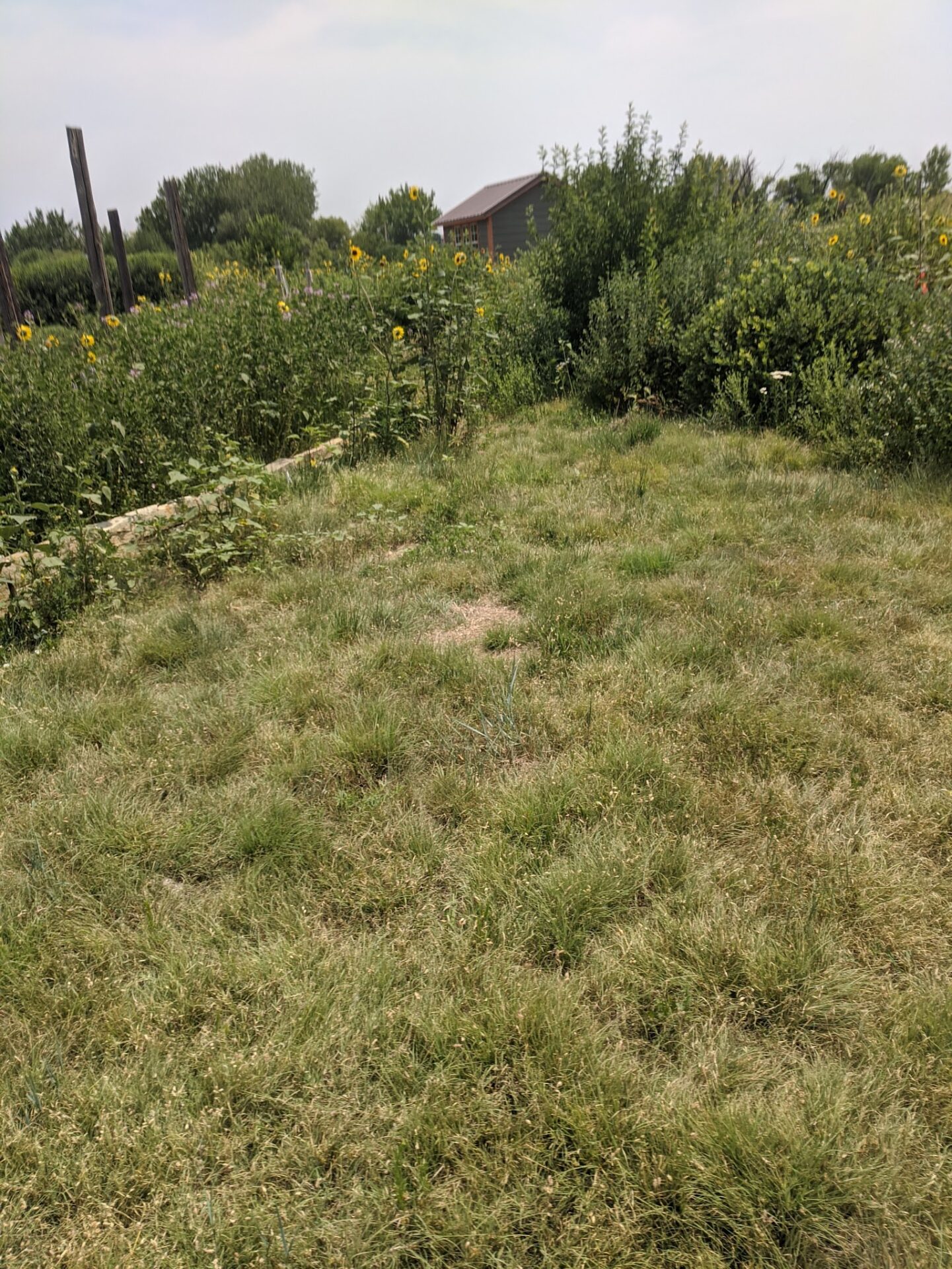 Native and Xeric Lawns - Restorative Landscape Design: Using native ...