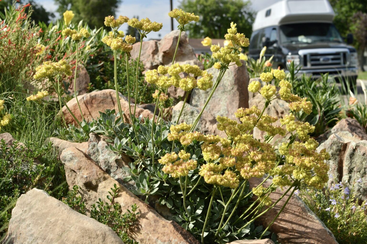 About RLD - Restorative Landscape Design: Using native plants and ...