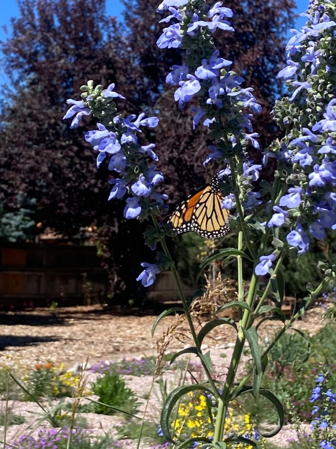 Services and Costs - Restorative Landscape Design: Using native plants and permaculture principals