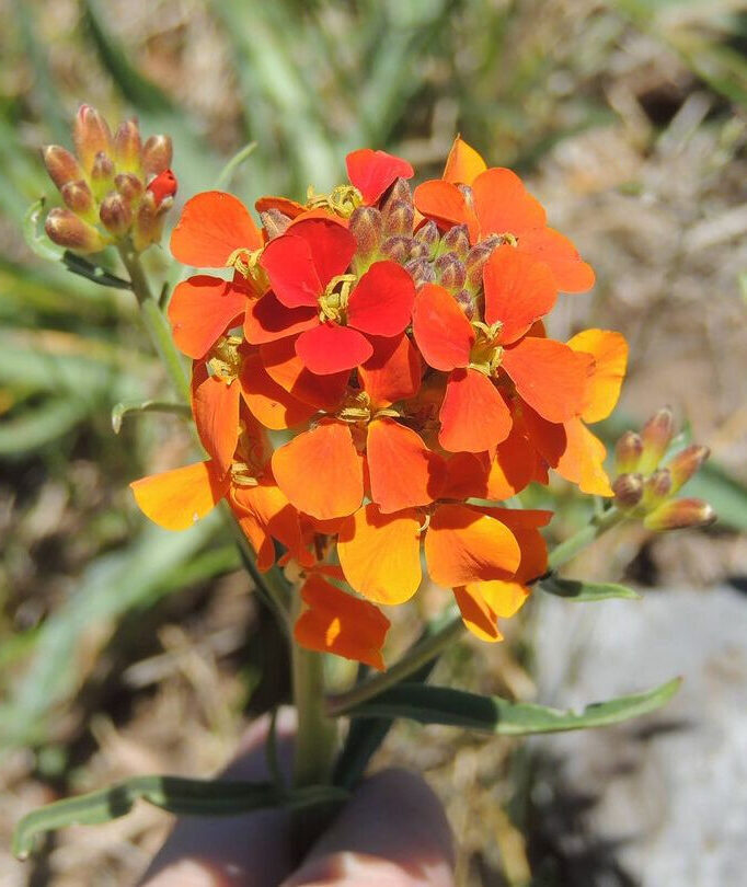 Western Wallflower - Restorative Landscape Design: Using native plants ...