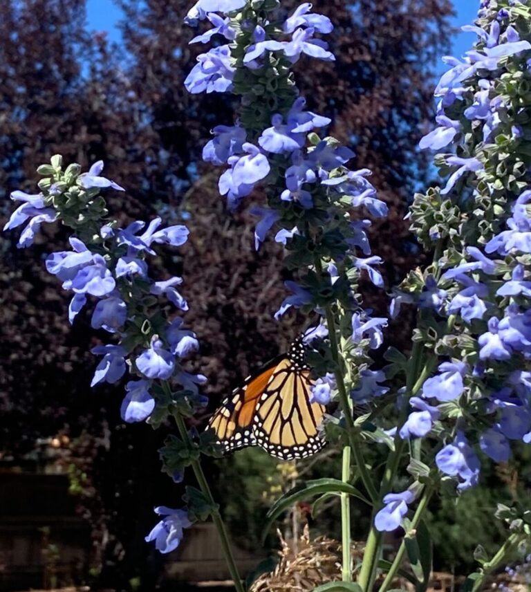 monarch - Restorative Landscape Design: Using native plants and ...