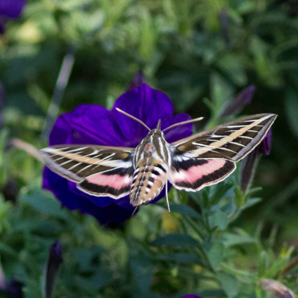 About RLD - Restorative Landscape Design: Using native plants and ...
